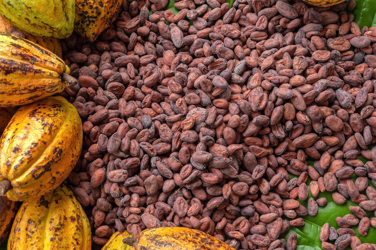 Buy Cocoa Beans from Cameroon: 2026 Price Report & EUDR